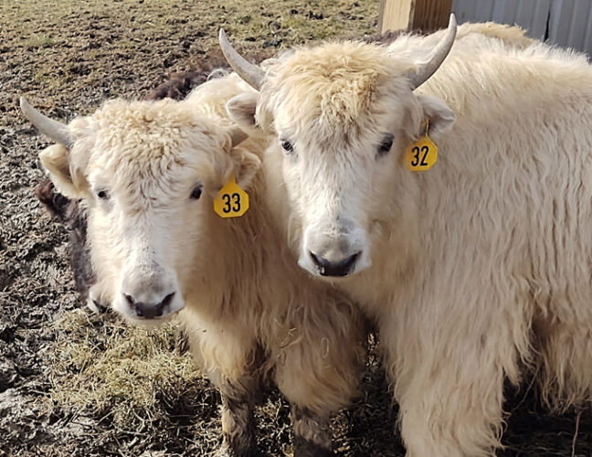 Yaks on the Farmstead: What is Yak Meat? – Mother Earth News